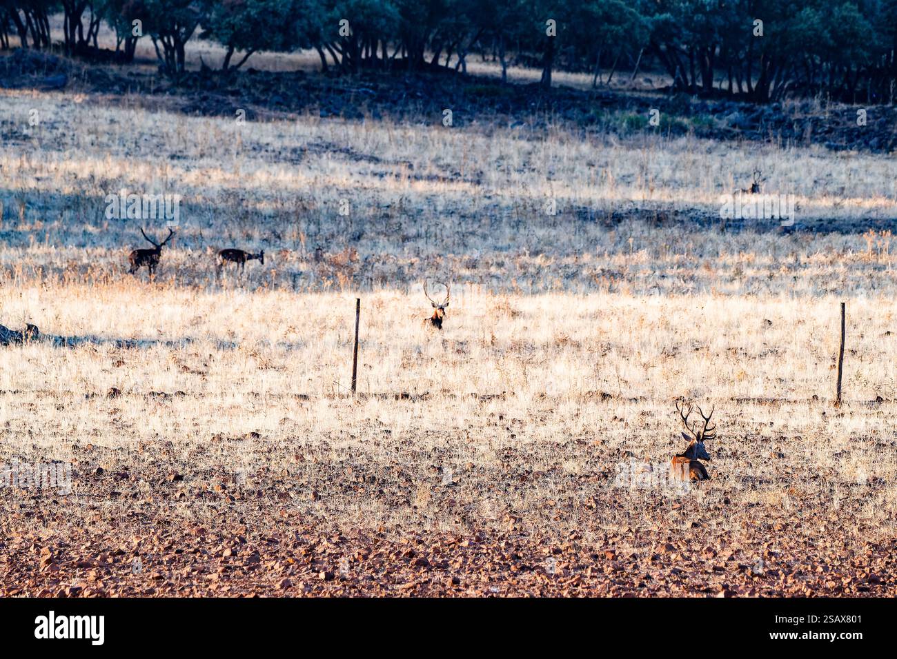 Four deer during the rutting season in Piedrabuena Stock Photo - Alamy