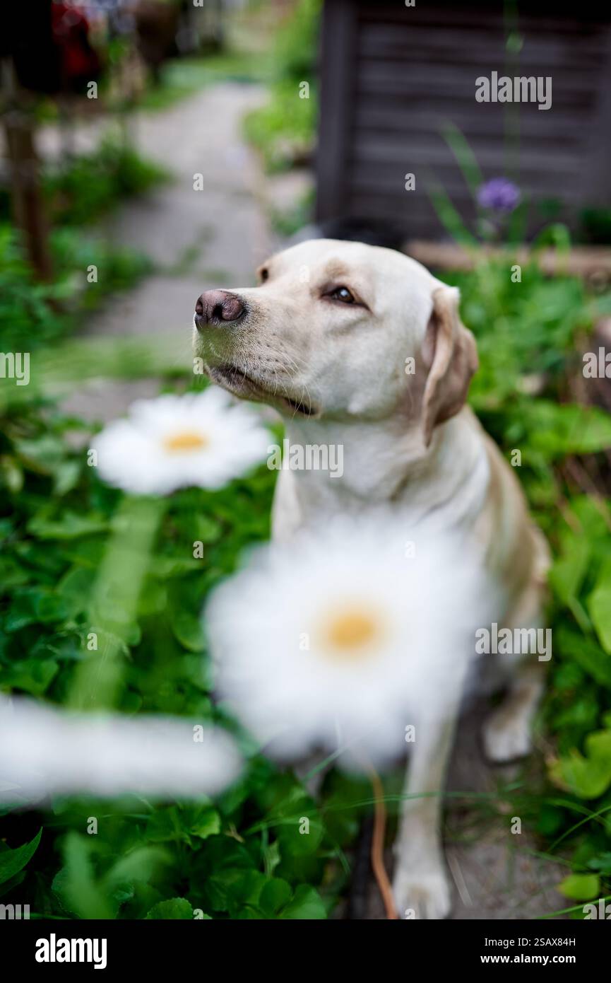 Fawn labrador in chamomile flowers, summer, village Stock Photo - Alamy