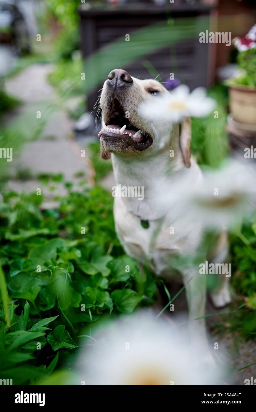 Labrador retriever puppy flowers field hi-res stock photography and ...