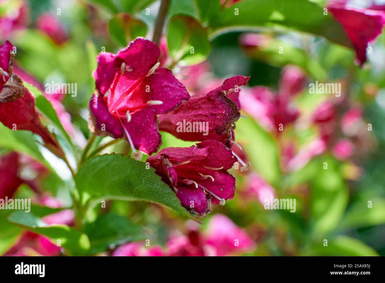 Weigela florida flower red blooms on a bush, summer Stock Photo - Alamy