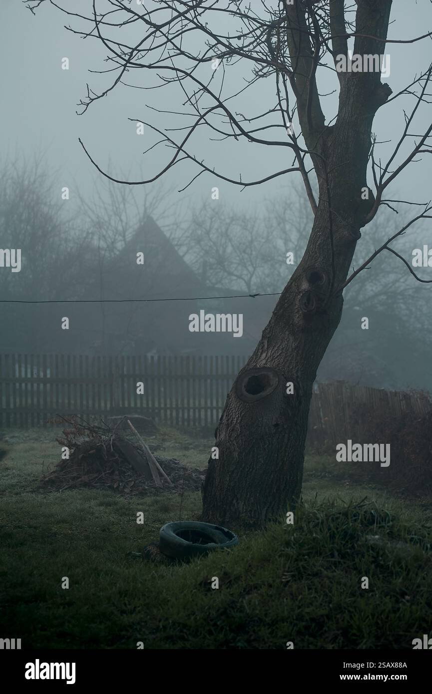 Old dry tree in the fog on the territory of an abandoned village Stock ...