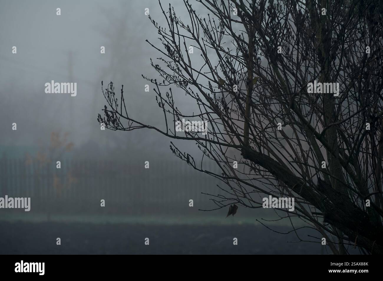 Old dry tree in the fog on the territory of an abandoned village Stock ...