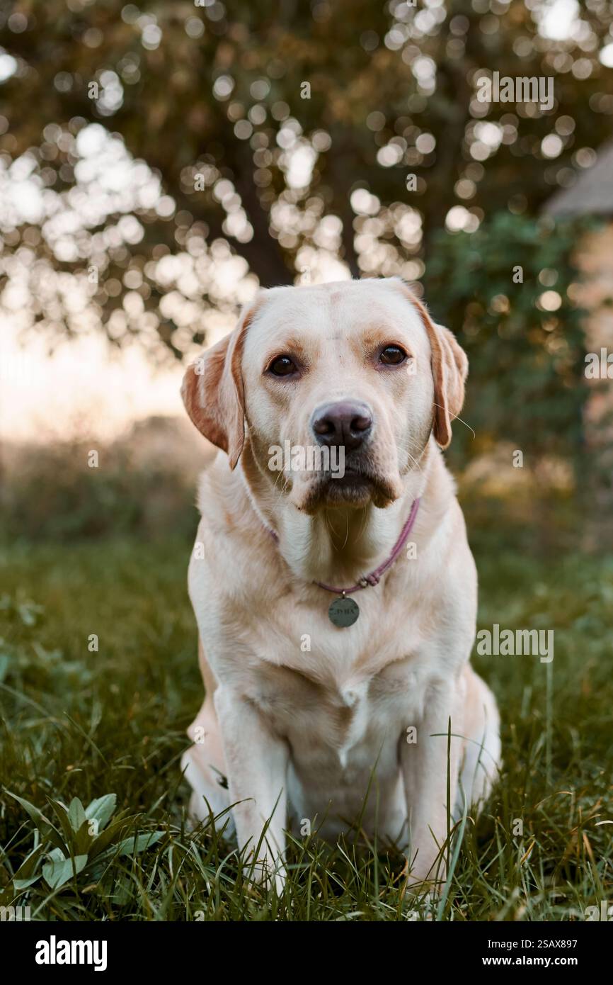 Fawn labrador outdoors sitting on the grass in the sunset light Stock ...