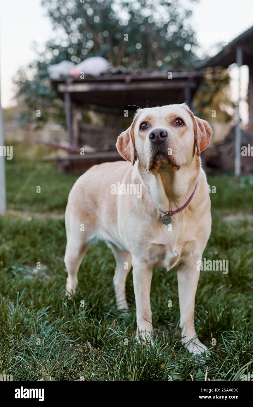 Fawn labrador outdoors walking on the grass in the sunset light Stock ...