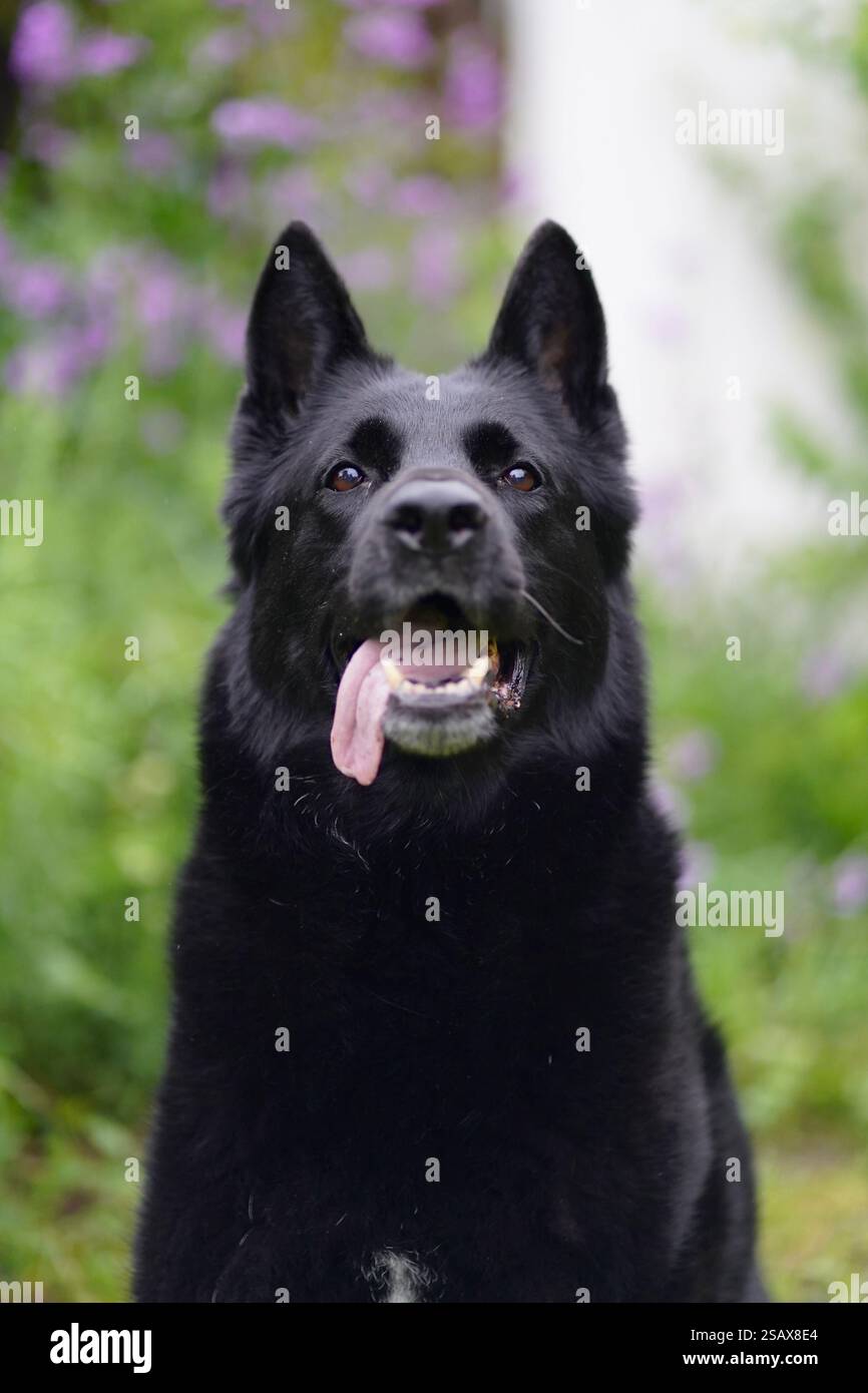 Dog playing outside in hi-res stock photography and images - Alamy