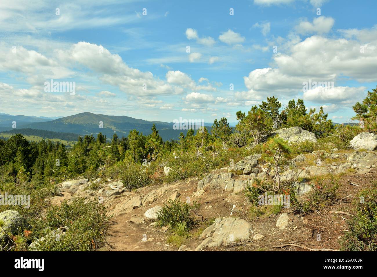 A row of young cedars growing along the rocky slopes of a beautiful ...