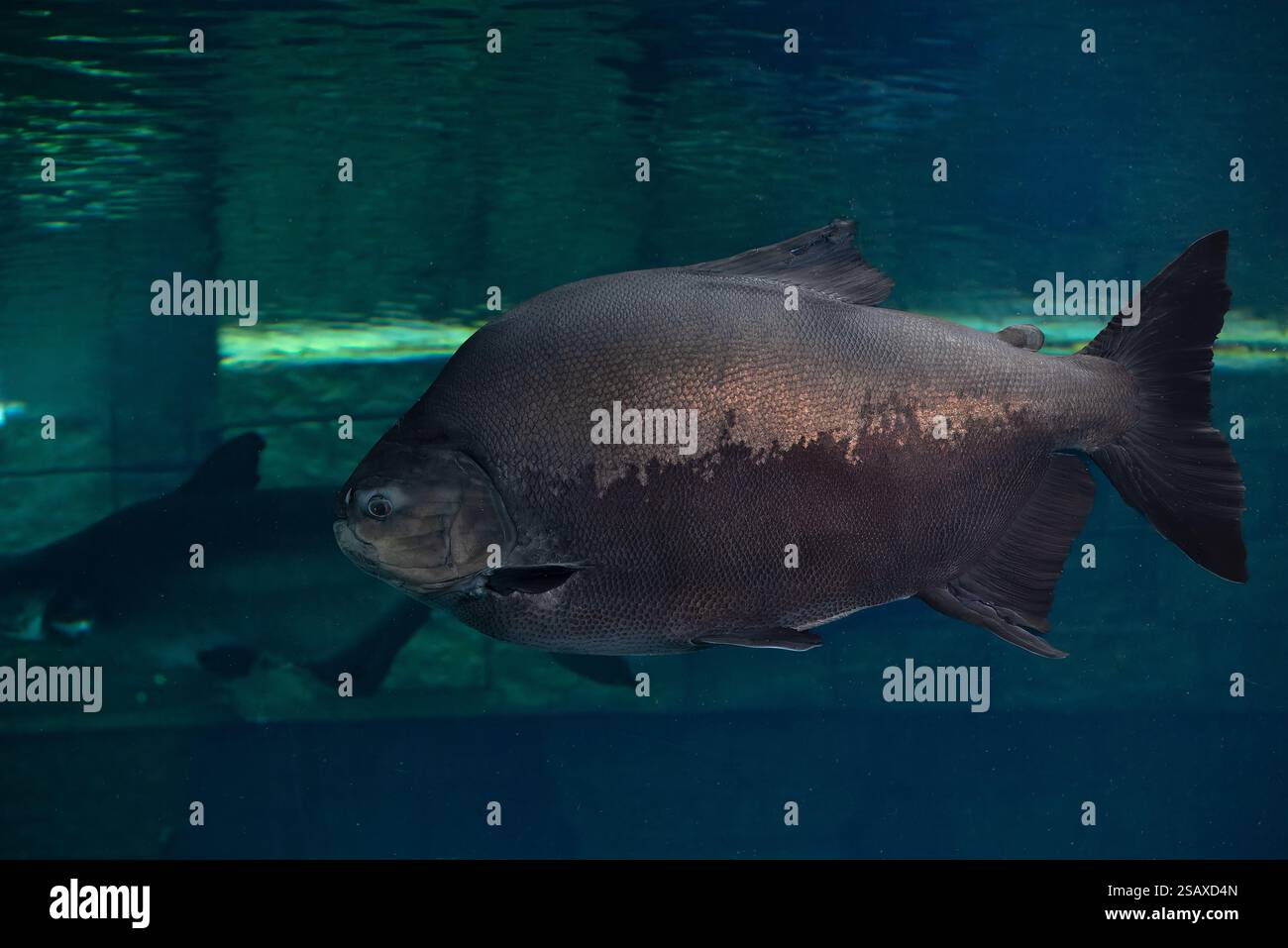 Pacu, Colossoma bidens, Serrasalmidae, Phuket Aquarium, Thailand, Asia ...