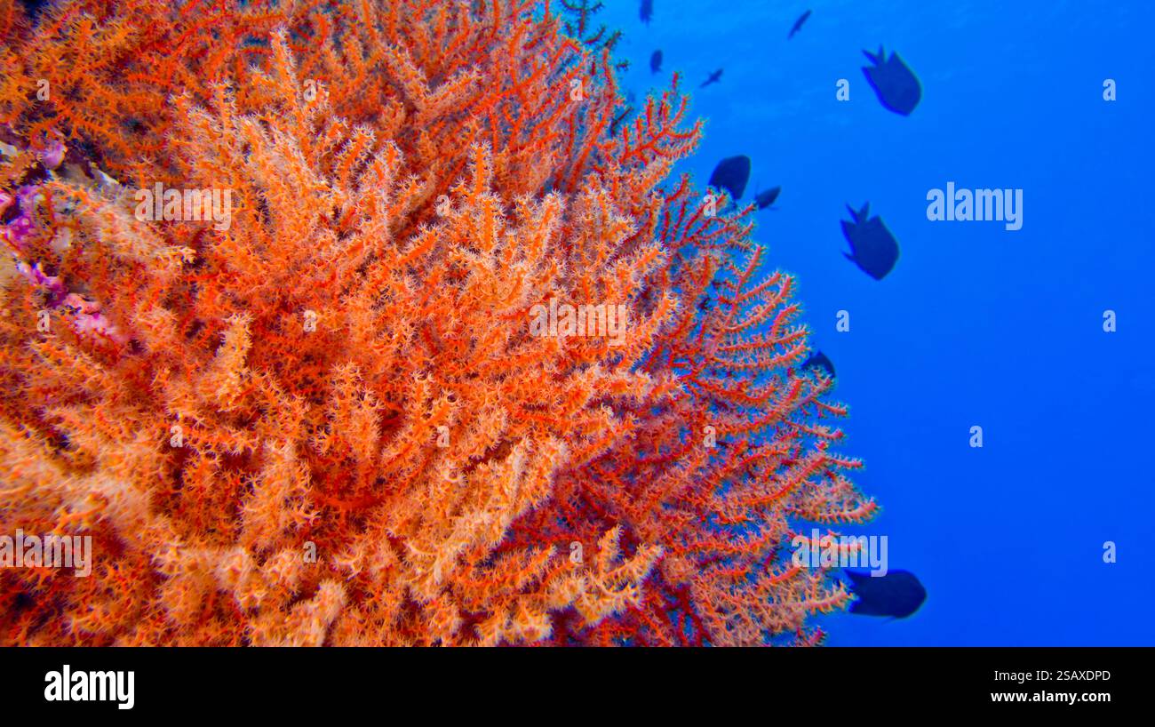 Multi-branched Coral Trees, Soft Coral, Reef Building Corals, Coral ...
