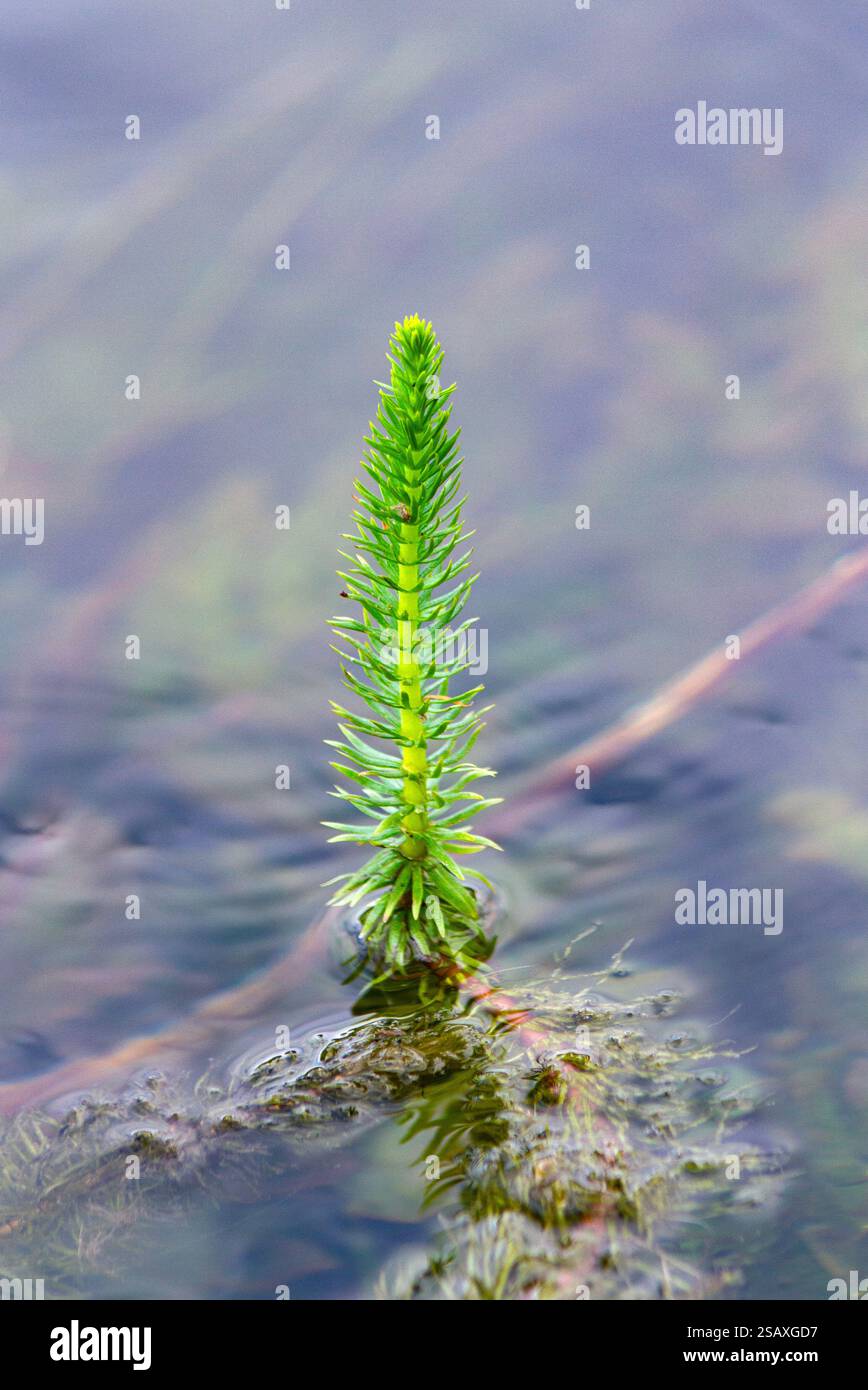 The Mare's-tail is an aquatic plant of shallow water ponds and chalk ...