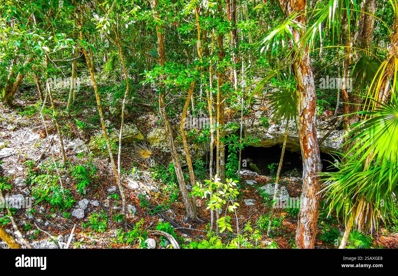 Cenote sinkhole in the tropical nature forest in Tulum Quintana Roo ...