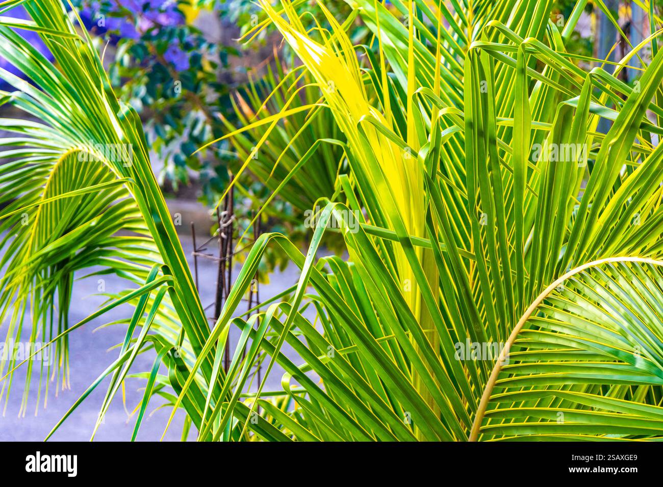 Tropical palms palm tree trees in Caribbean nature in Playa del Carmen ...