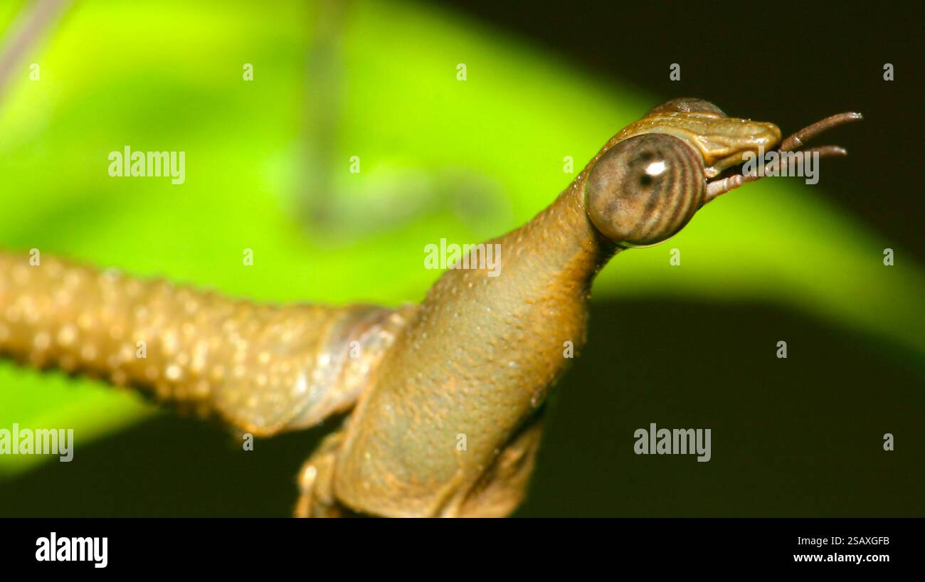Sick Insect, Bug Sticks, Phasmida, Tropical Rainforest, Napo River ...