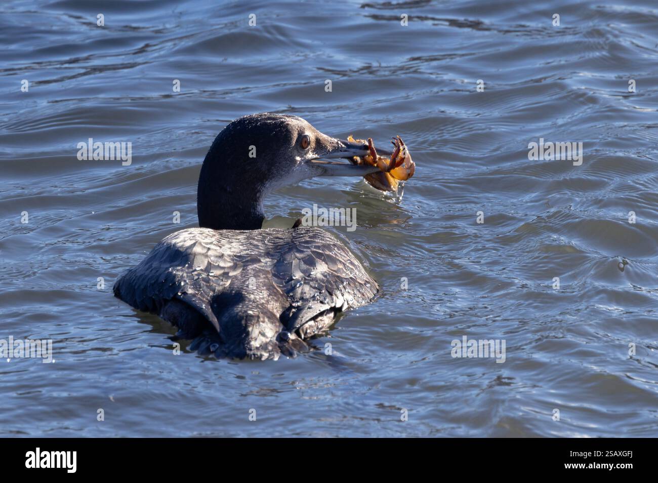 A Great Northern Diver has caught a crab on one of its hunting dives ...