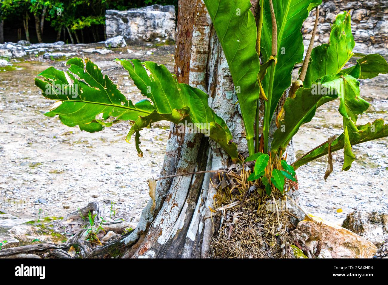Tropical jungle and nature with trees branches plants and flowers in ...