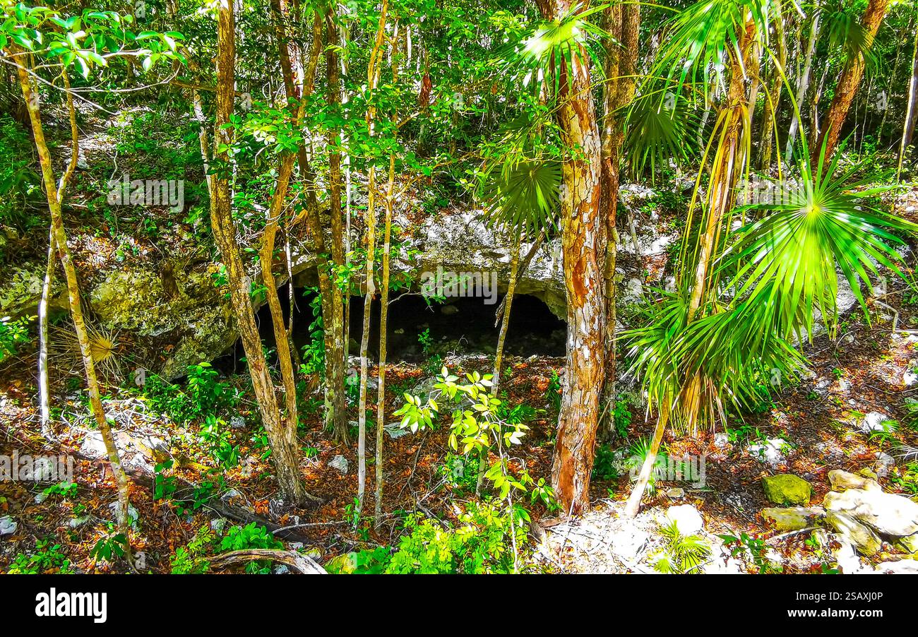 Cenote sinkhole in the tropical nature forest in Tulum Quintana Roo ...
