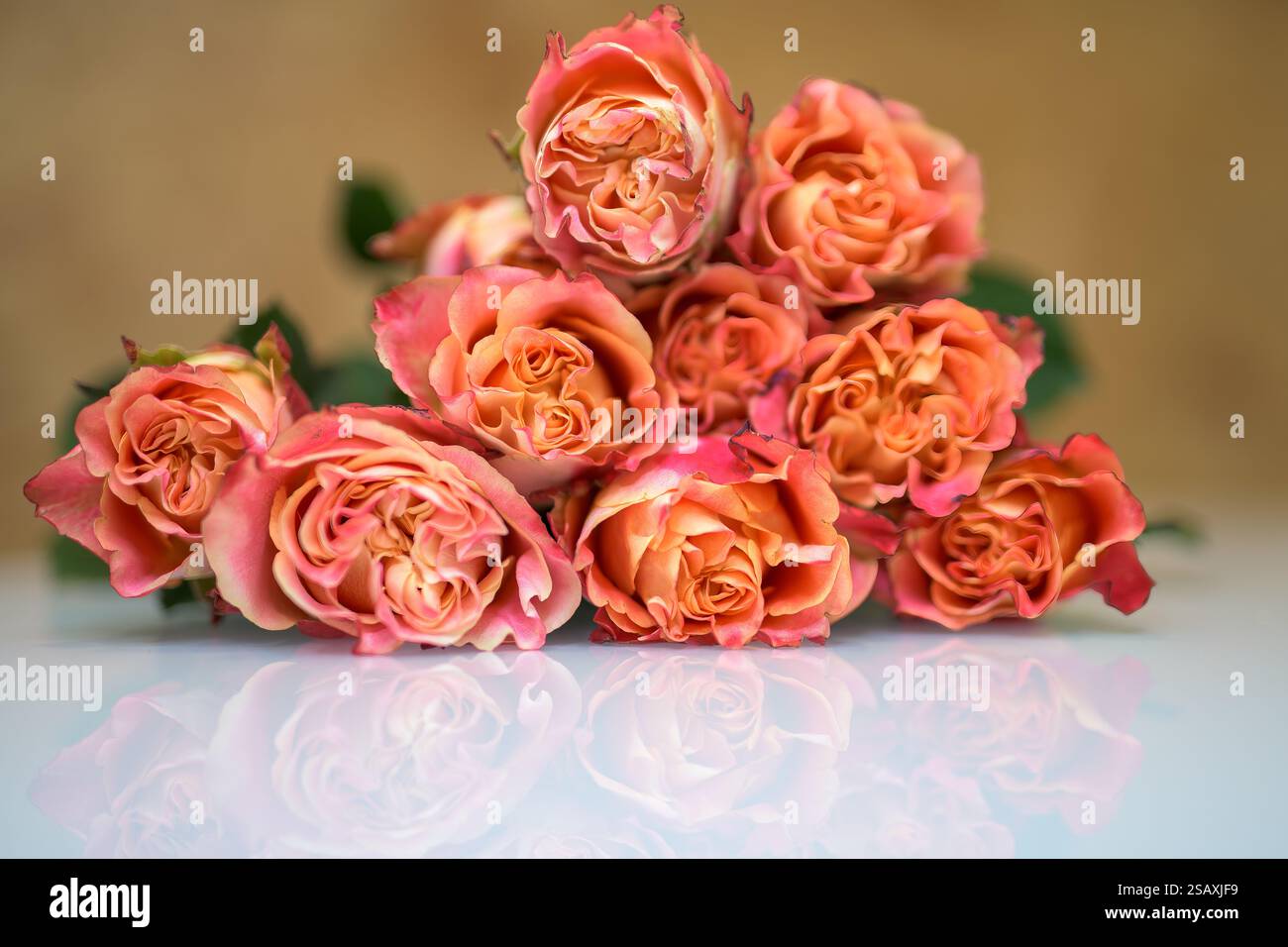 9 Rose Capriolas, A beautifully composed close-up of orange-pink roses ...