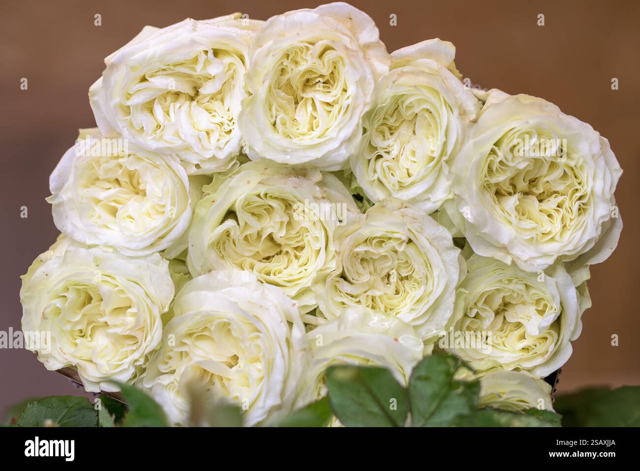 A close-up shot of a sophisticated bouquet of fresh, creamy white roses ...