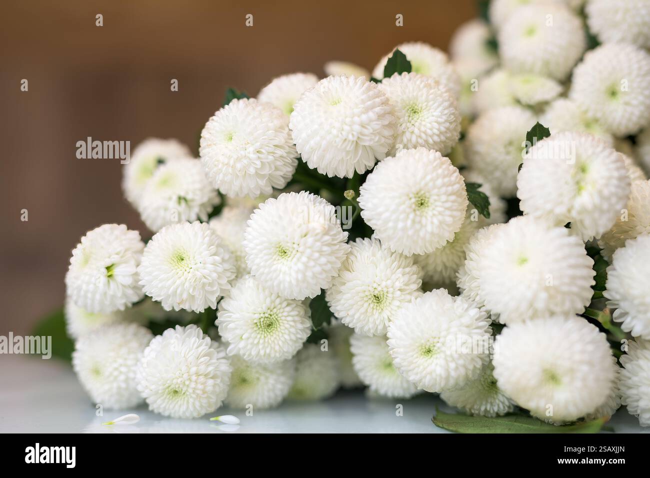 Chrysant spr newton hi-res stock photography and images - Alamy