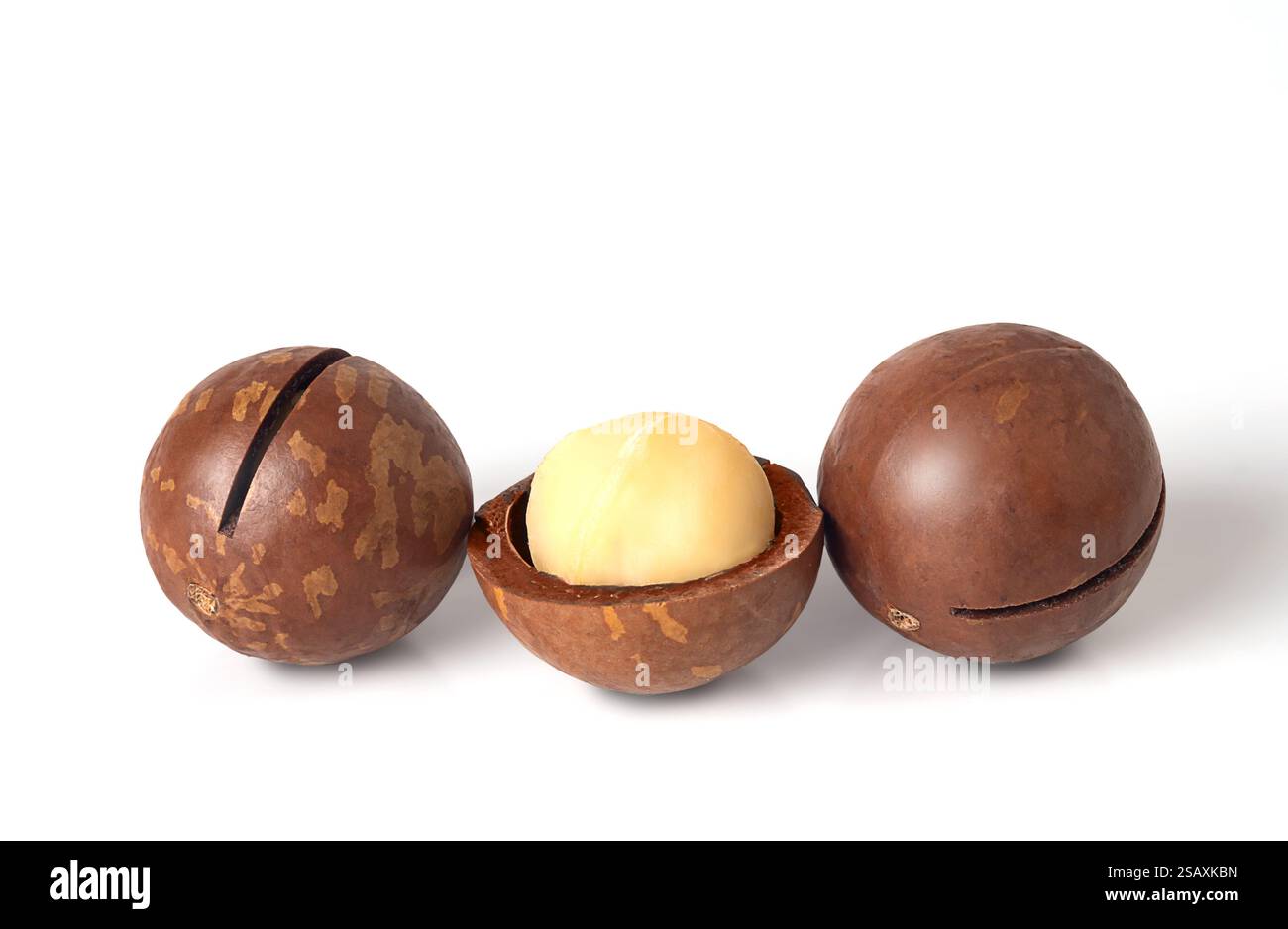 A variety of macadamia nuts are arranged to highlight their firm shells ...