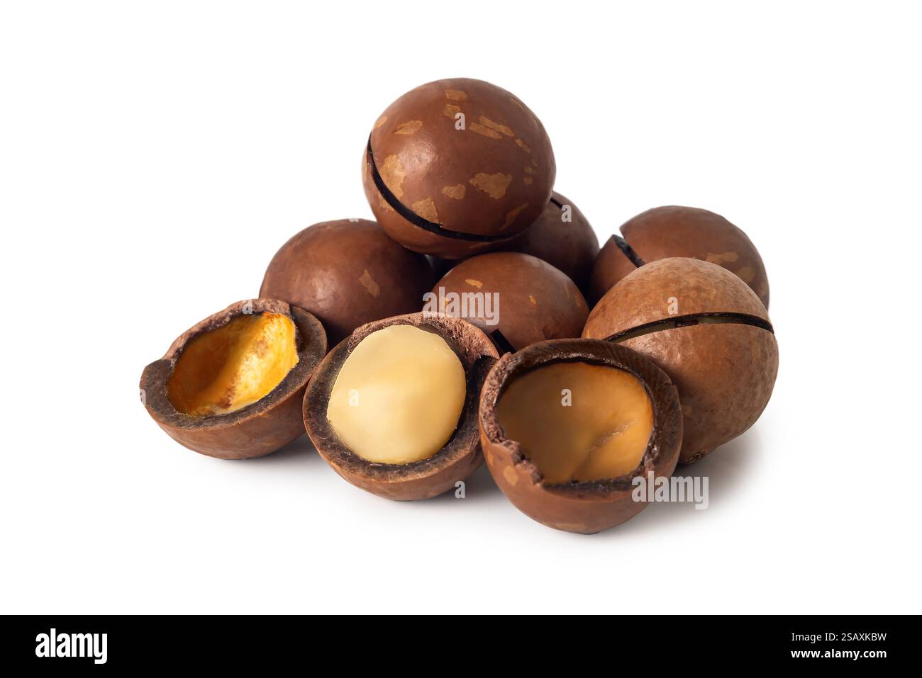 A variety of macadamia nuts are arranged to highlight their firm shells ...