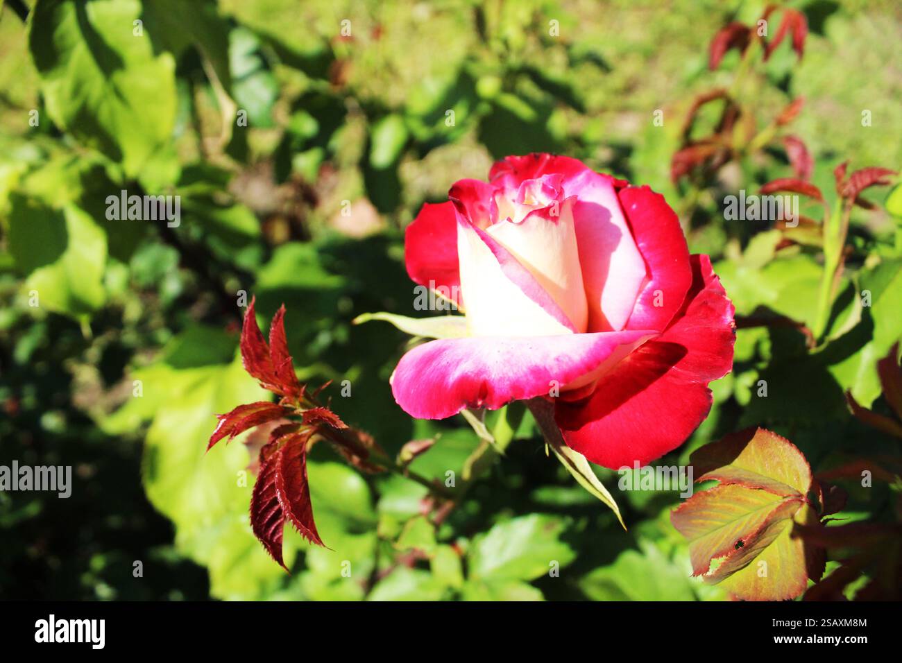 Double Delight is a two-tone red and white pink rose. Varieties of ...