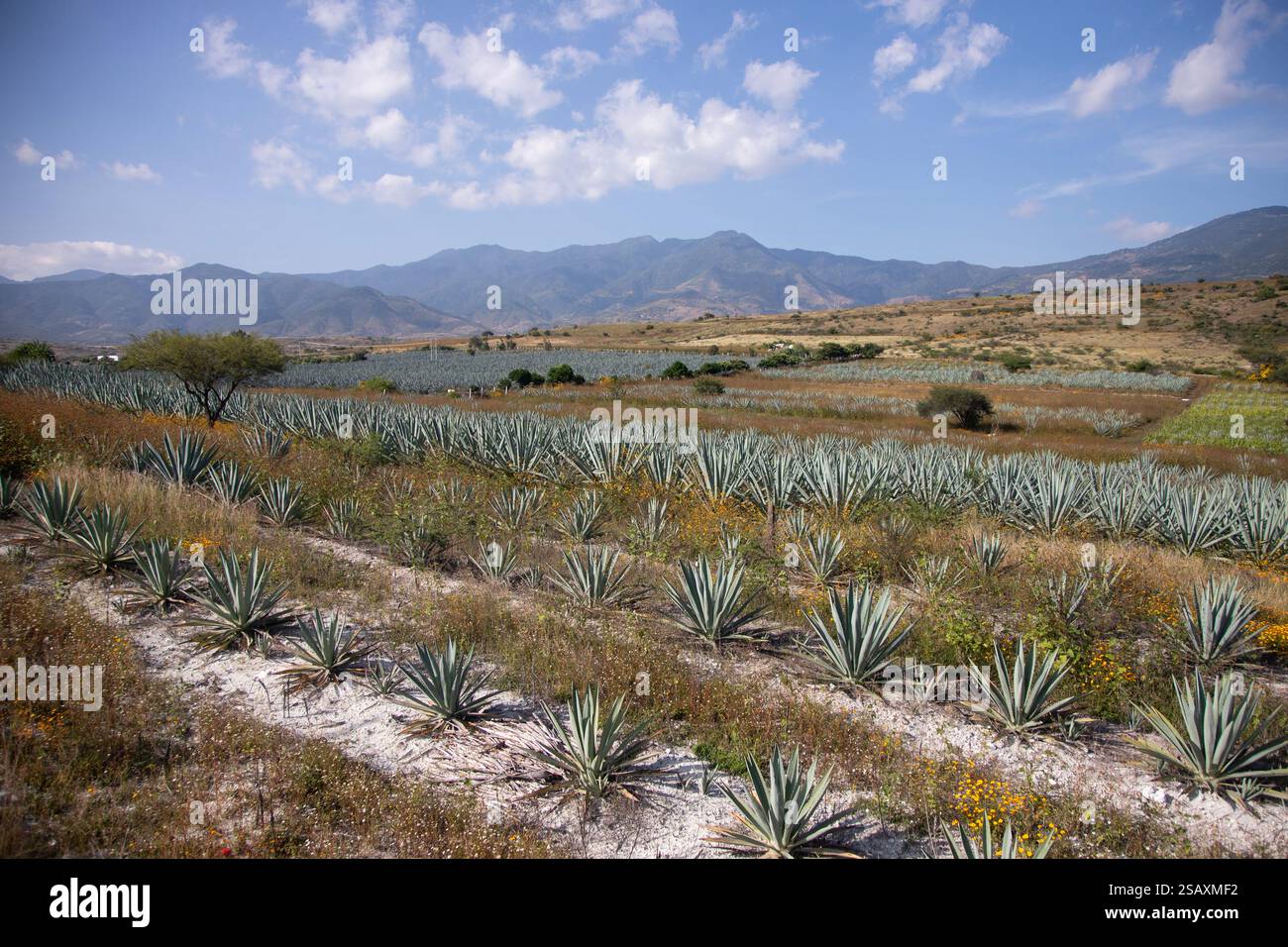 Fields of agave plants for organic mezcal production in the Oaxaca ...