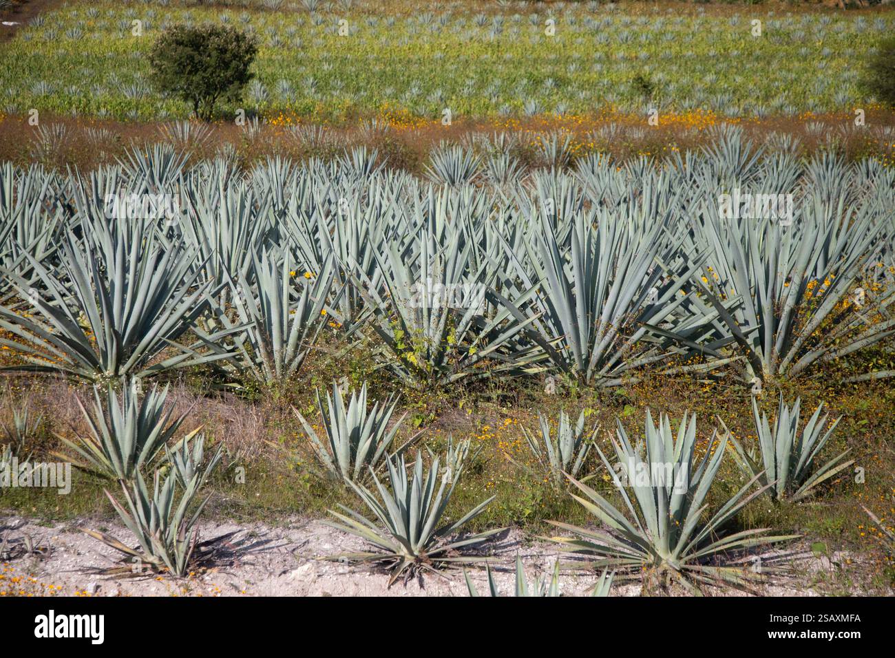 Fields of agave plants for organic mezcal production in the Oaxaca ...