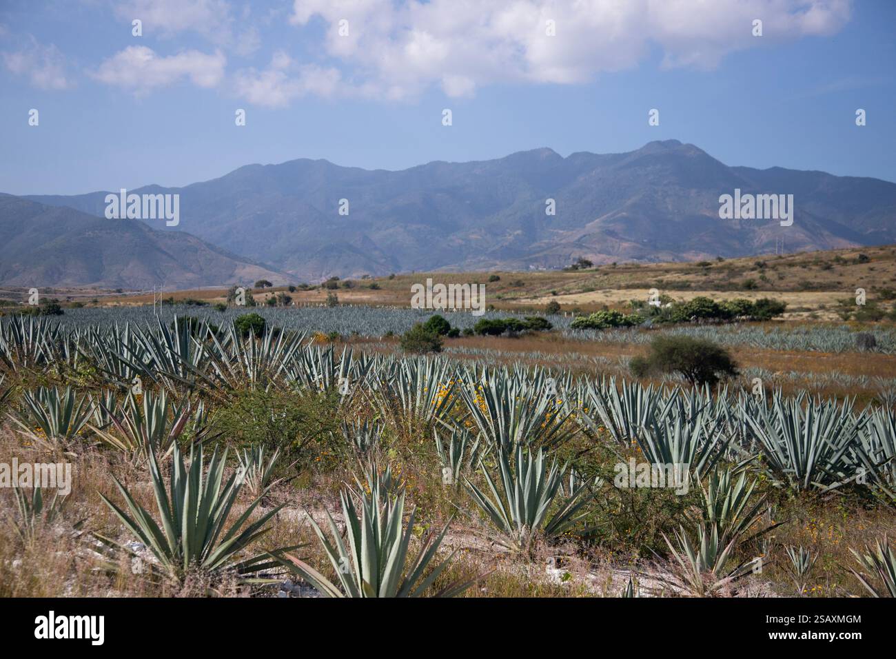 Fields of agave plants for organic mezcal production in the Oaxaca ...