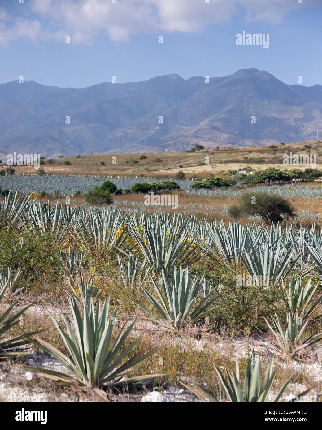 Fields of agave plants for organic mezcal production in the Oaxaca ...