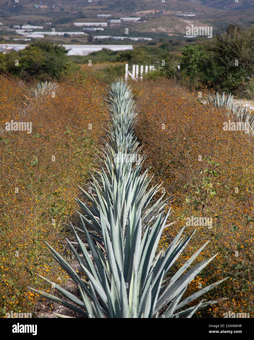 Fields of agave plants for organic mezcal production in the Oaxaca ...