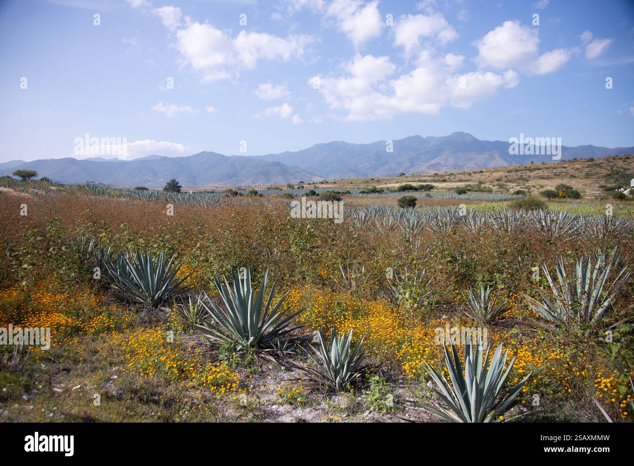 Fields of agave plants for organic mezcal production in the Oaxaca ...