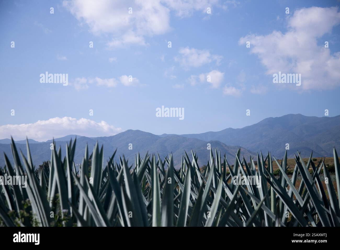 Fields of agave plants for organic mezcal production in the Oaxaca ...