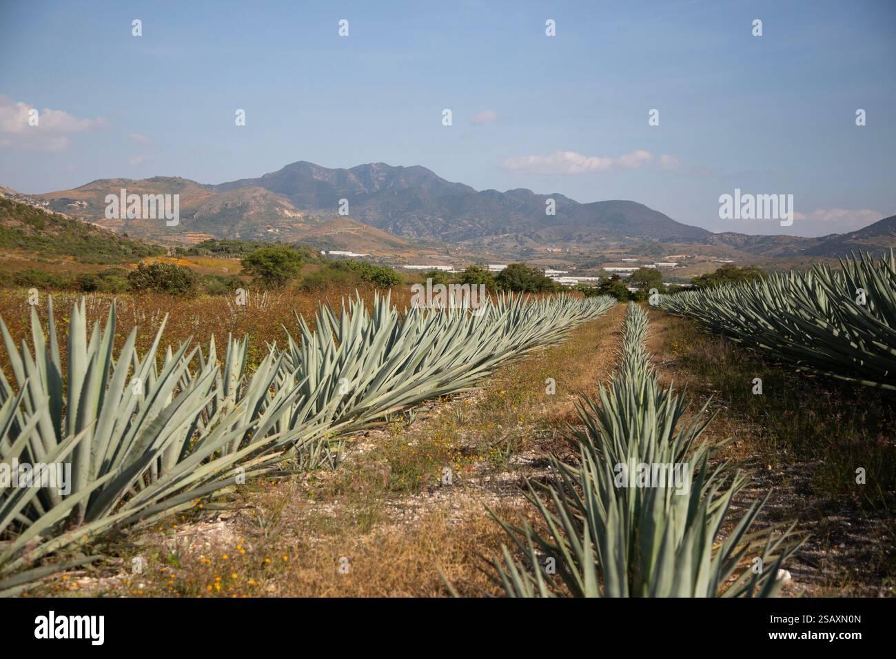 Fields of agave plants for organic mezcal production in the Oaxaca ...