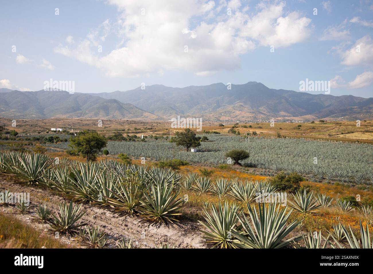 Fields of agave plants for organic mezcal production in the Oaxaca ...