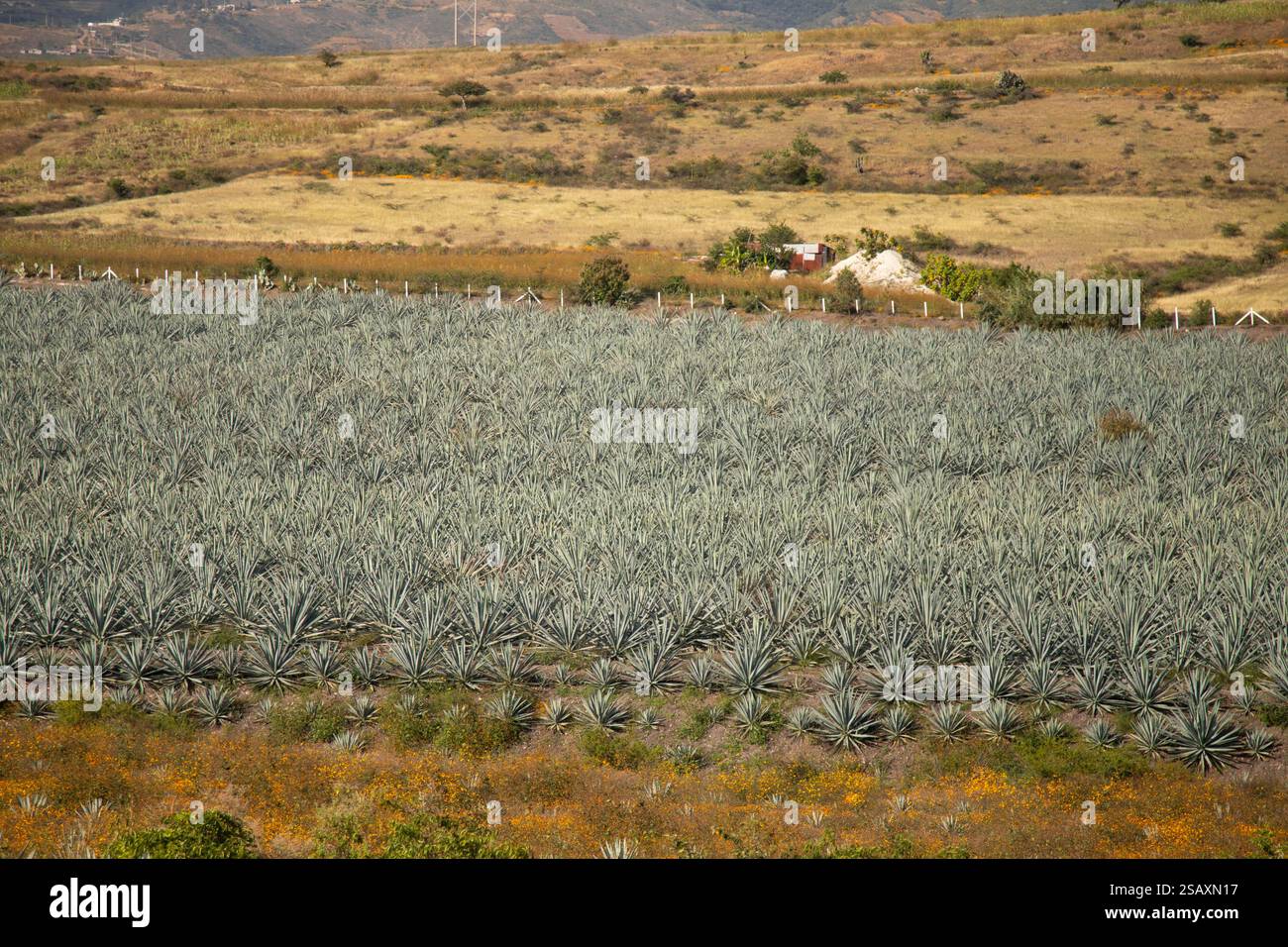 Fields of agave plants for organic mezcal production in the Oaxaca ...