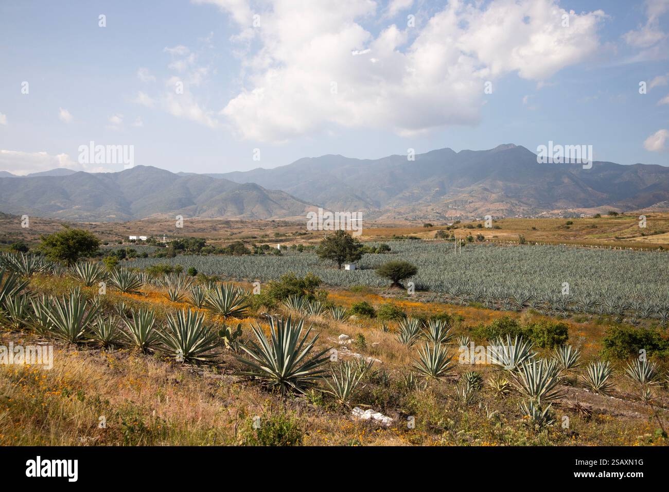 Fields of agave plants for organic mezcal production in the Oaxaca ...