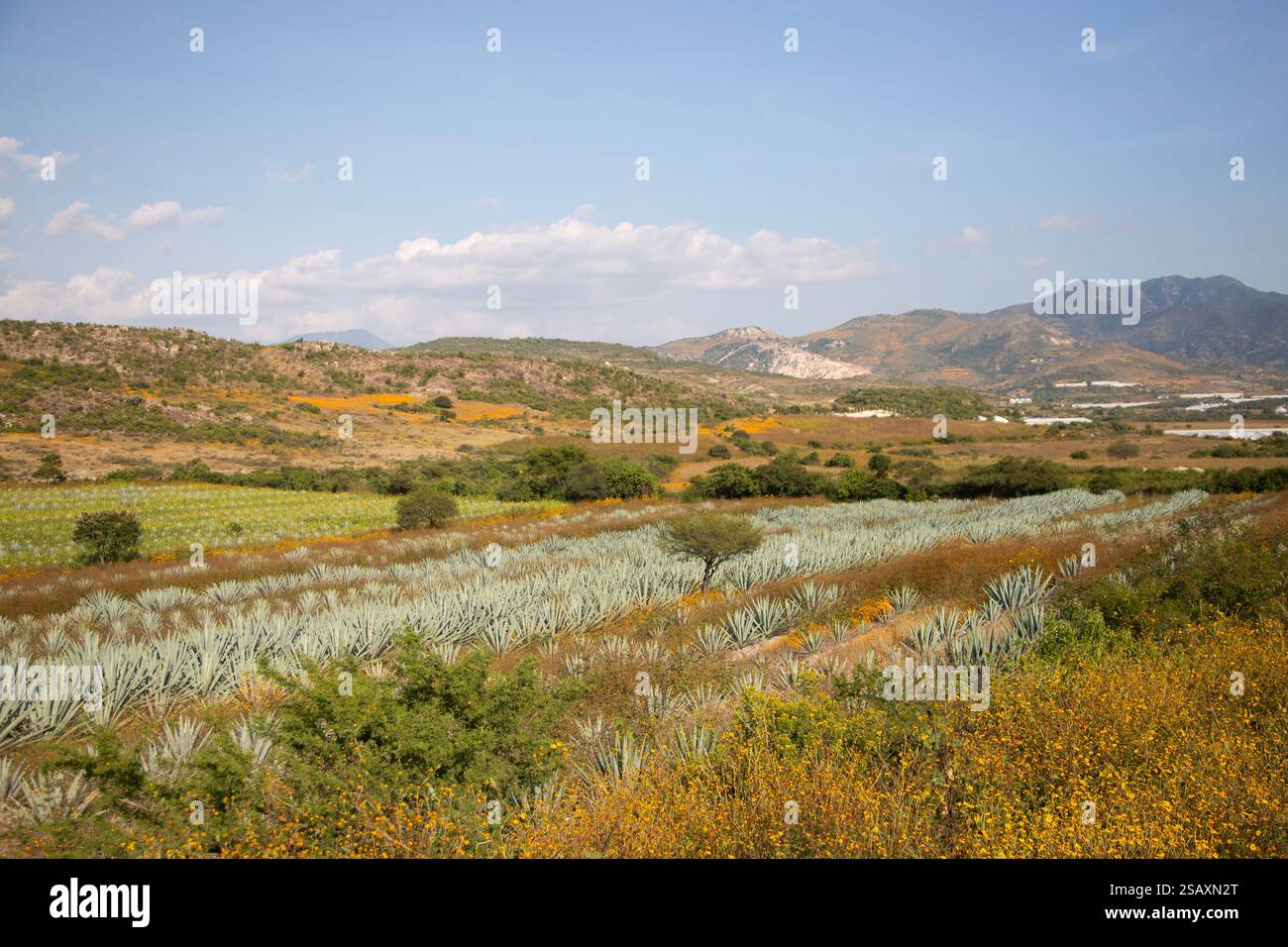 Fields of agave plants for organic mezcal production in the Oaxaca ...