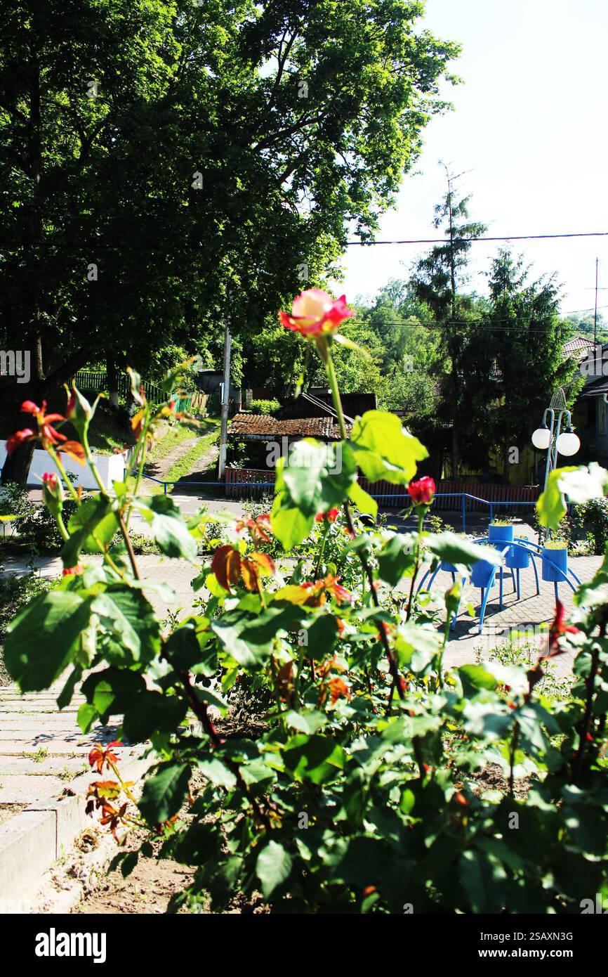 Stages of flowering of rose flowers. Rose buds on a green bush Stock ...