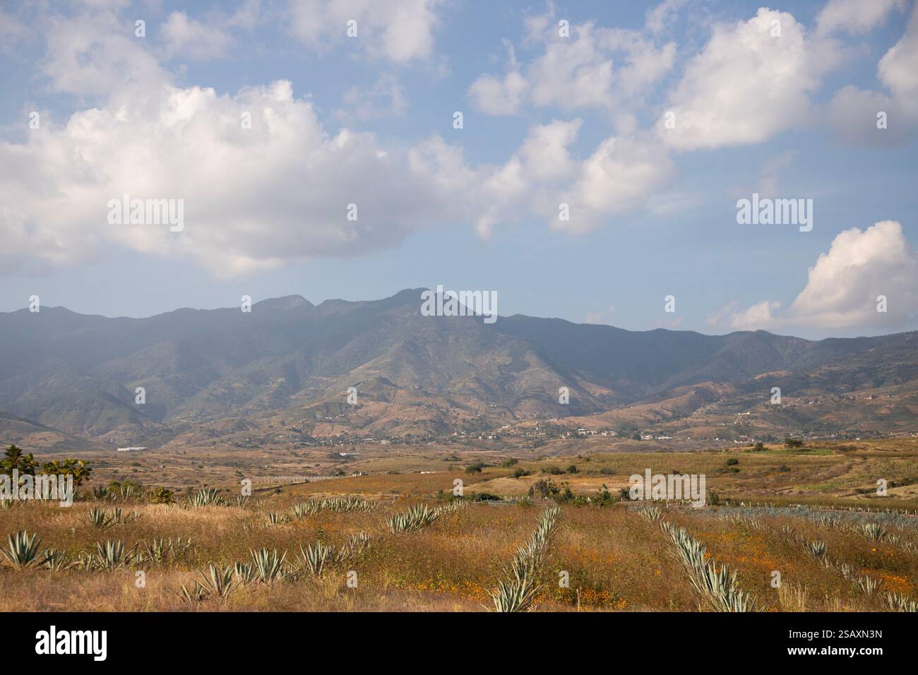 Fields of agave plants for organic mezcal production in the Oaxaca ...