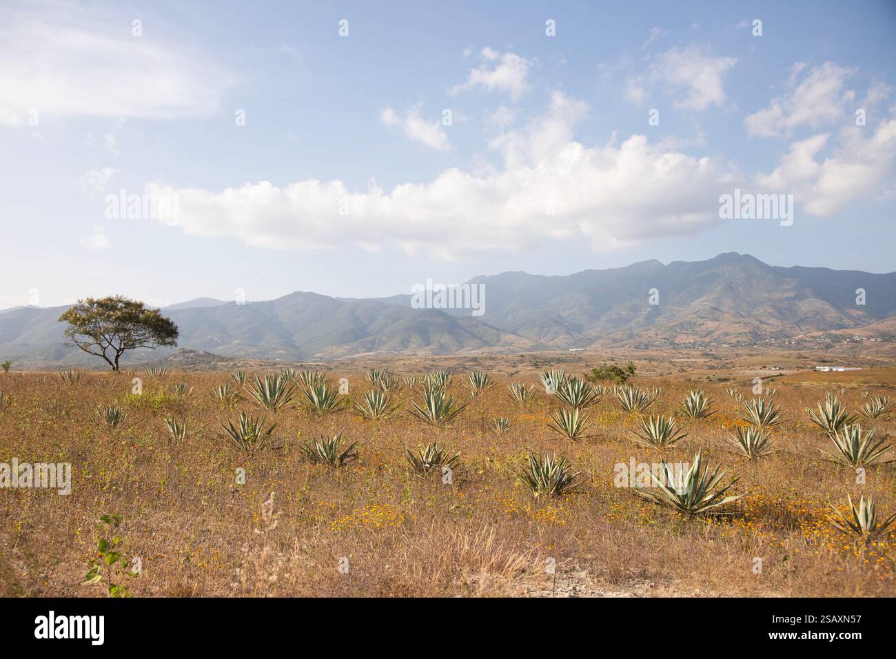 Fields of agave plants for organic mezcal production in the Oaxaca ...