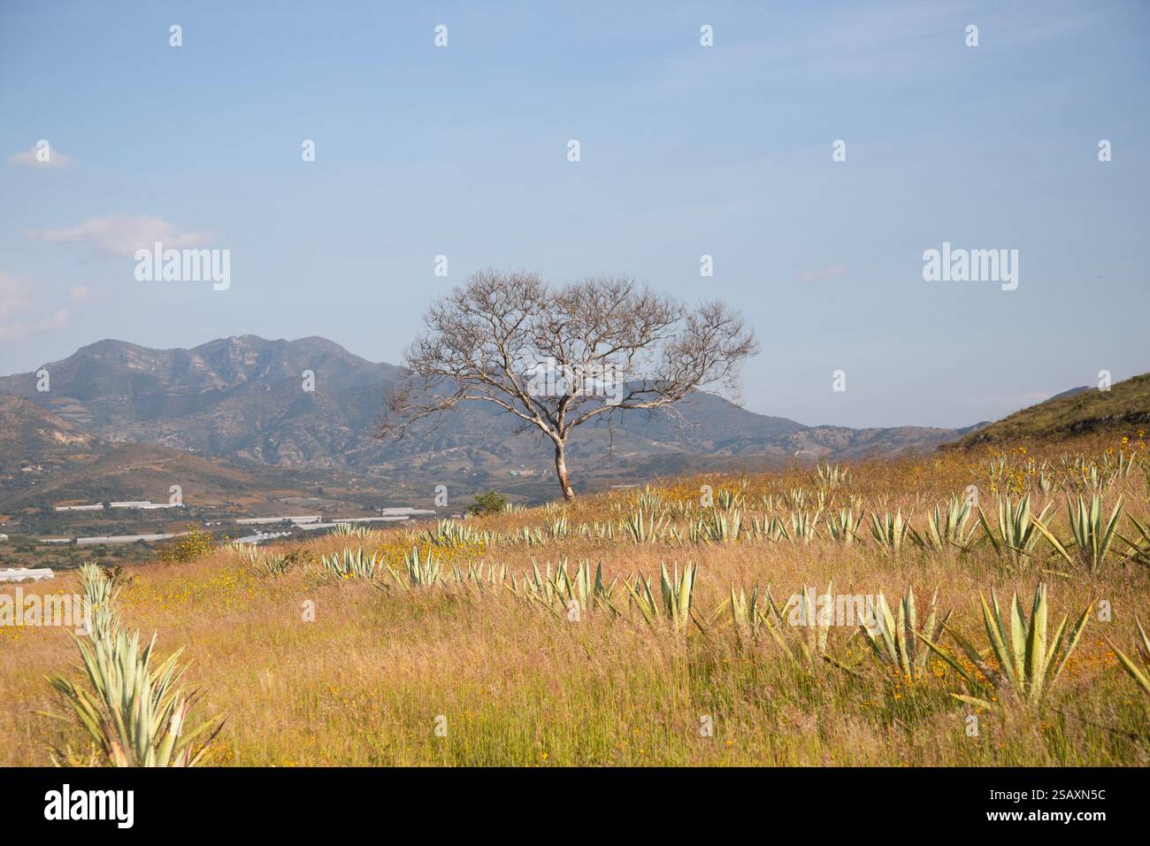 Fields of agave plants for organic mezcal production in the Oaxaca ...