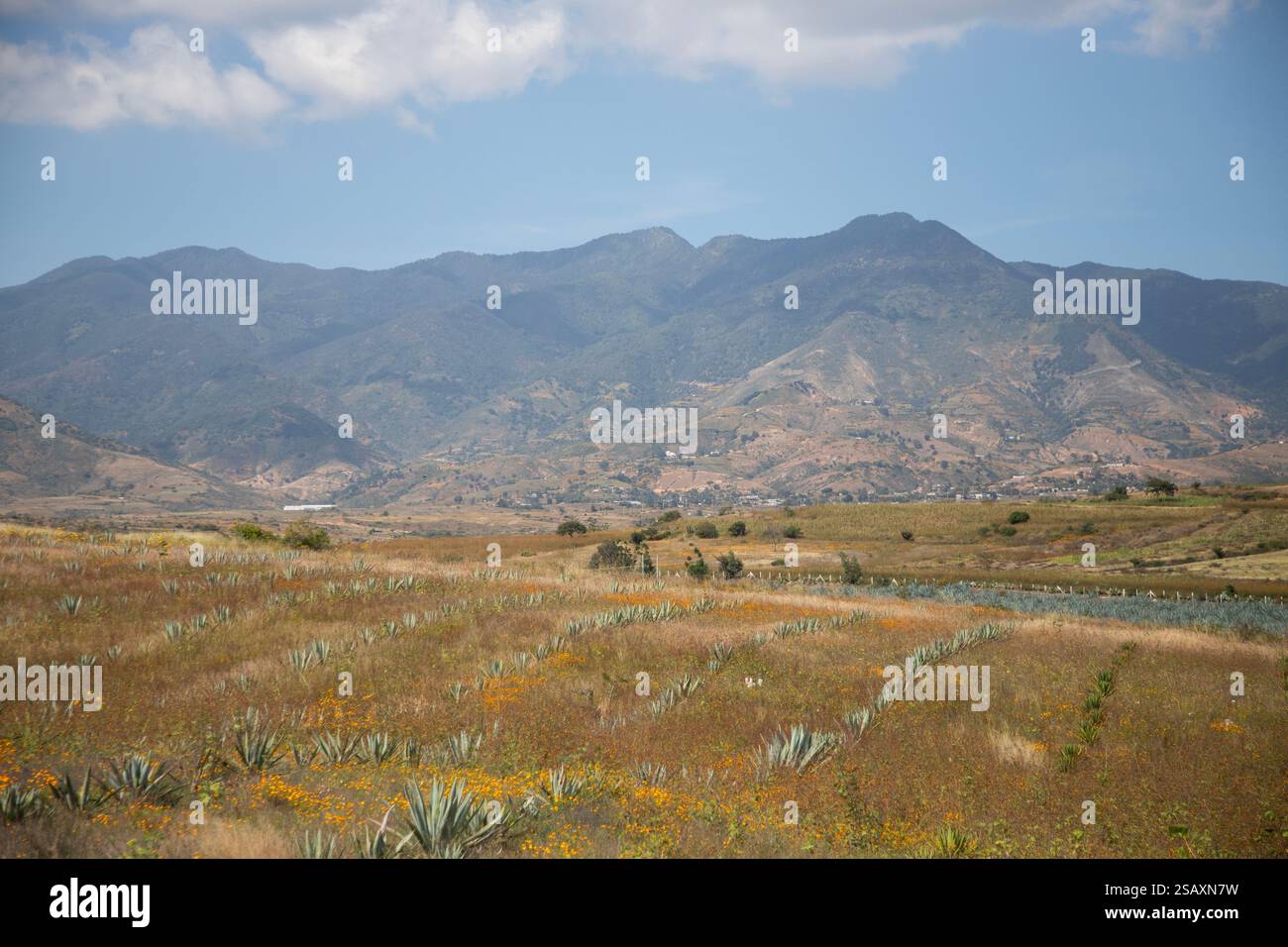 Fields of agave plants for organic mezcal production in the Oaxaca ...