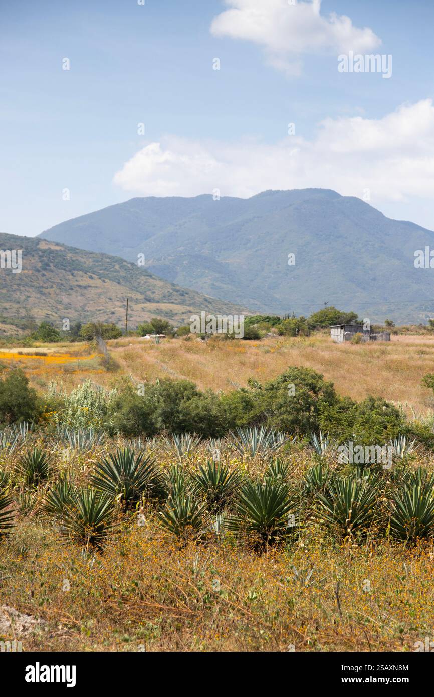 Fields of agave plants for organic mezcal production in the Oaxaca ...