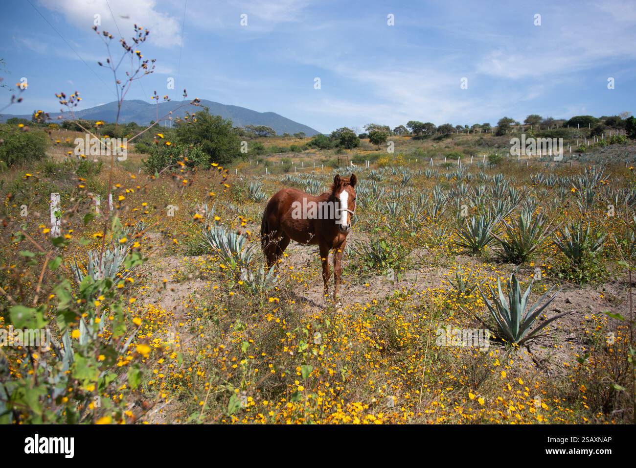 Fields of agave plants for organic mezcal production in the Oaxaca ...
