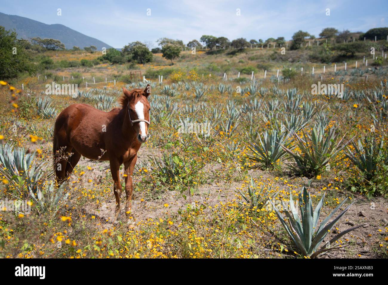 Fields of agave plants for organic mezcal production in the Oaxaca ...