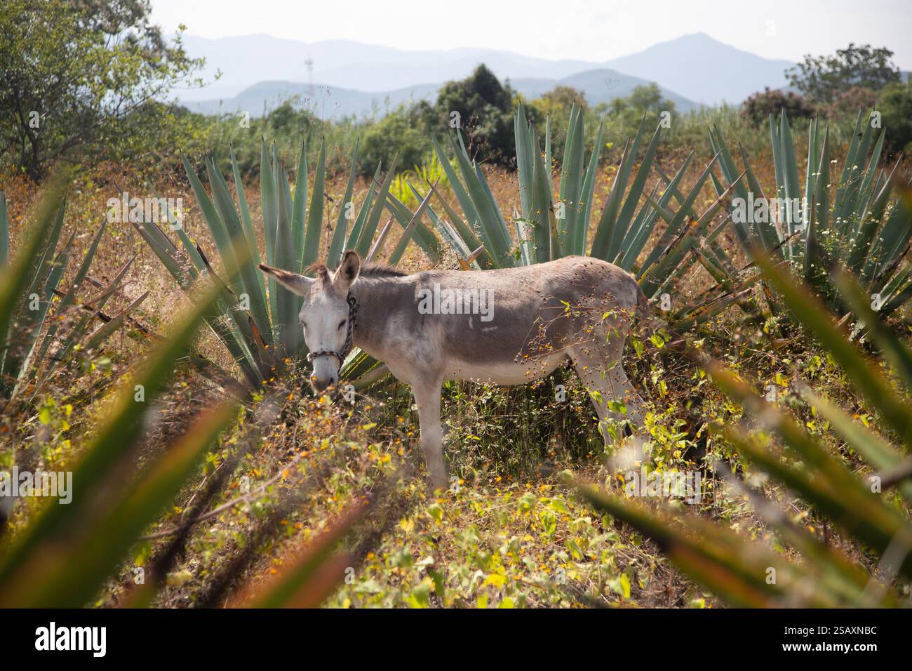 Fields of agave plants for organic mezcal production in the Oaxaca ...