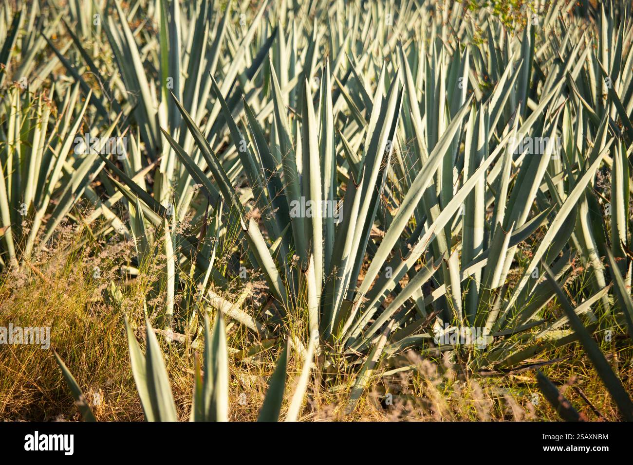 Fields of agave plants for organic mezcal production in the Oaxaca ...
