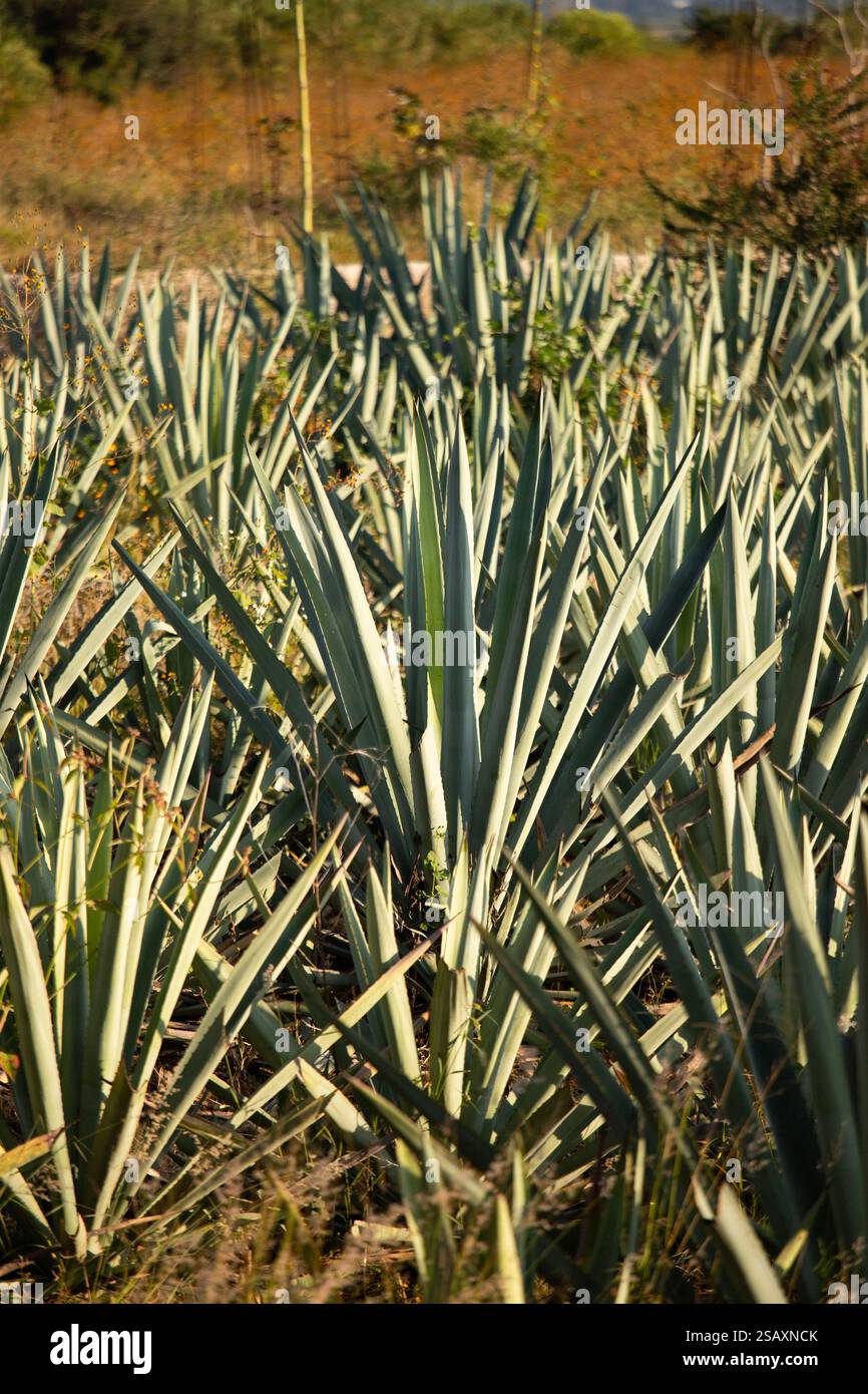 Fields of agave plants for organic mezcal production in the Oaxaca ...