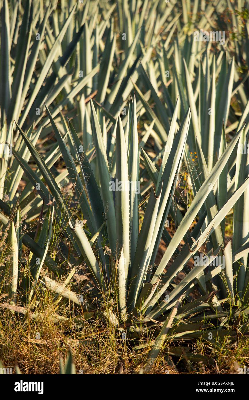 Fields of agave plants for organic mezcal production in the Oaxaca ...