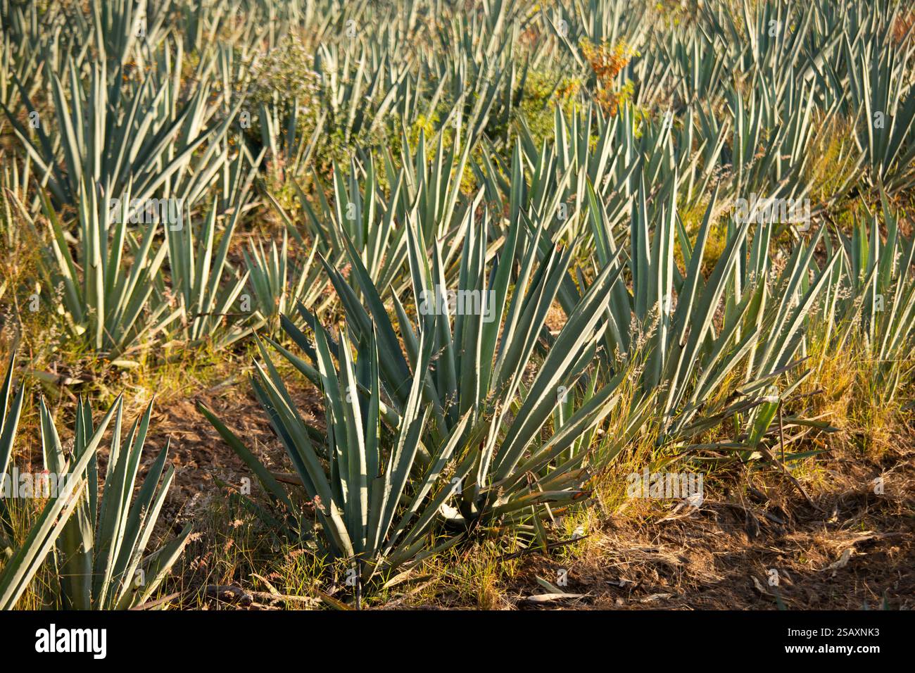 Fields of agave plants for organic mezcal production in the Oaxaca ...